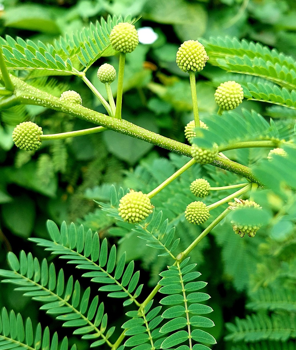 River Tamarind plant (Leucaena leucocephala)