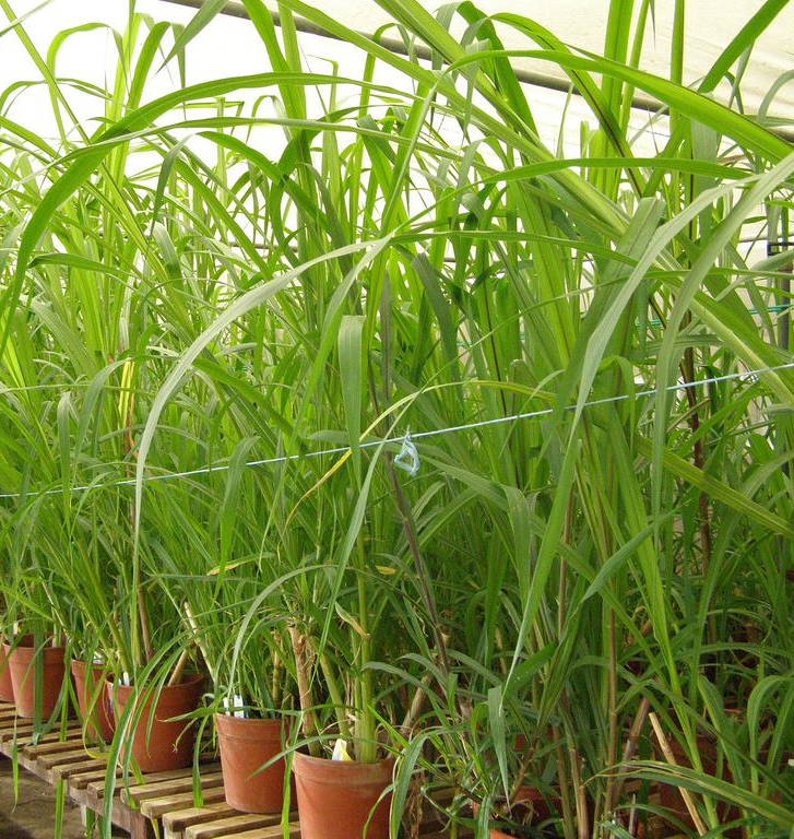 Napier Grass plant (Pennisetum purpureum)